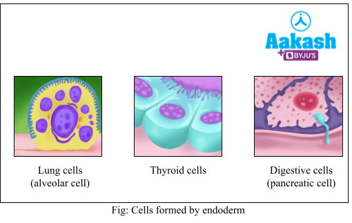Pregnancy and Embryonic Development: Gastrulation, Ectoderm & Parturition | AESL
